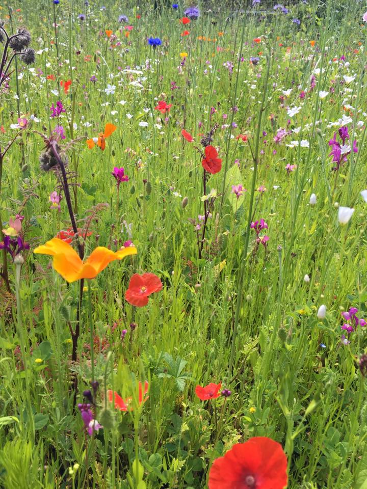 The stunning pictorial meadows